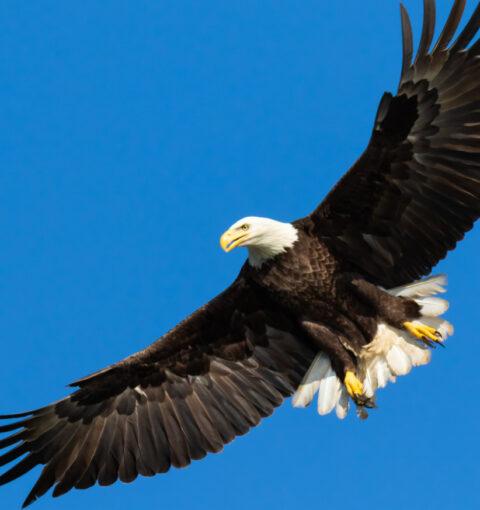 About Us | Tribal Insurance Custom
